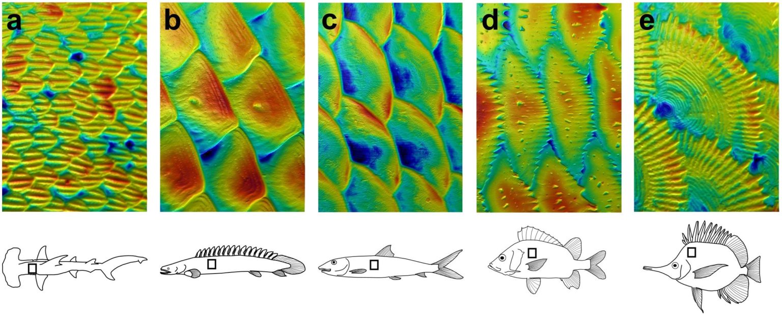 Imaging fish scale topography in situ - Digital Surf