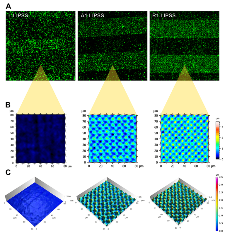 Revealing Key Topographic Parameters In Surface Bacterial Adhesion